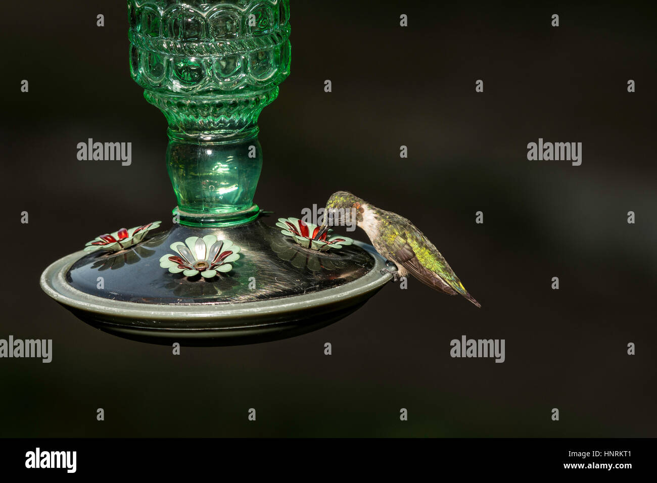 Male Ruby-throated Hummingbird on nectar feeder Stock Photo - Alamy