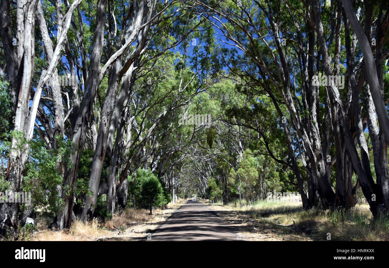 Road With Green Trees. Real trees tunnel by trees alongside the road ...