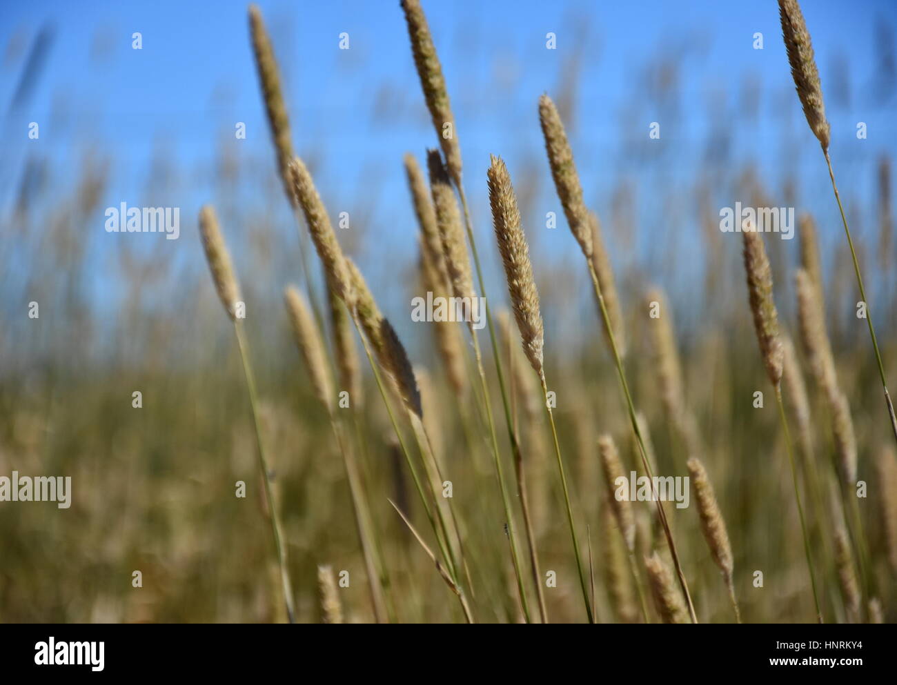 Ryegrass field on a sunny day. Ornamental garden grasses decorative ...