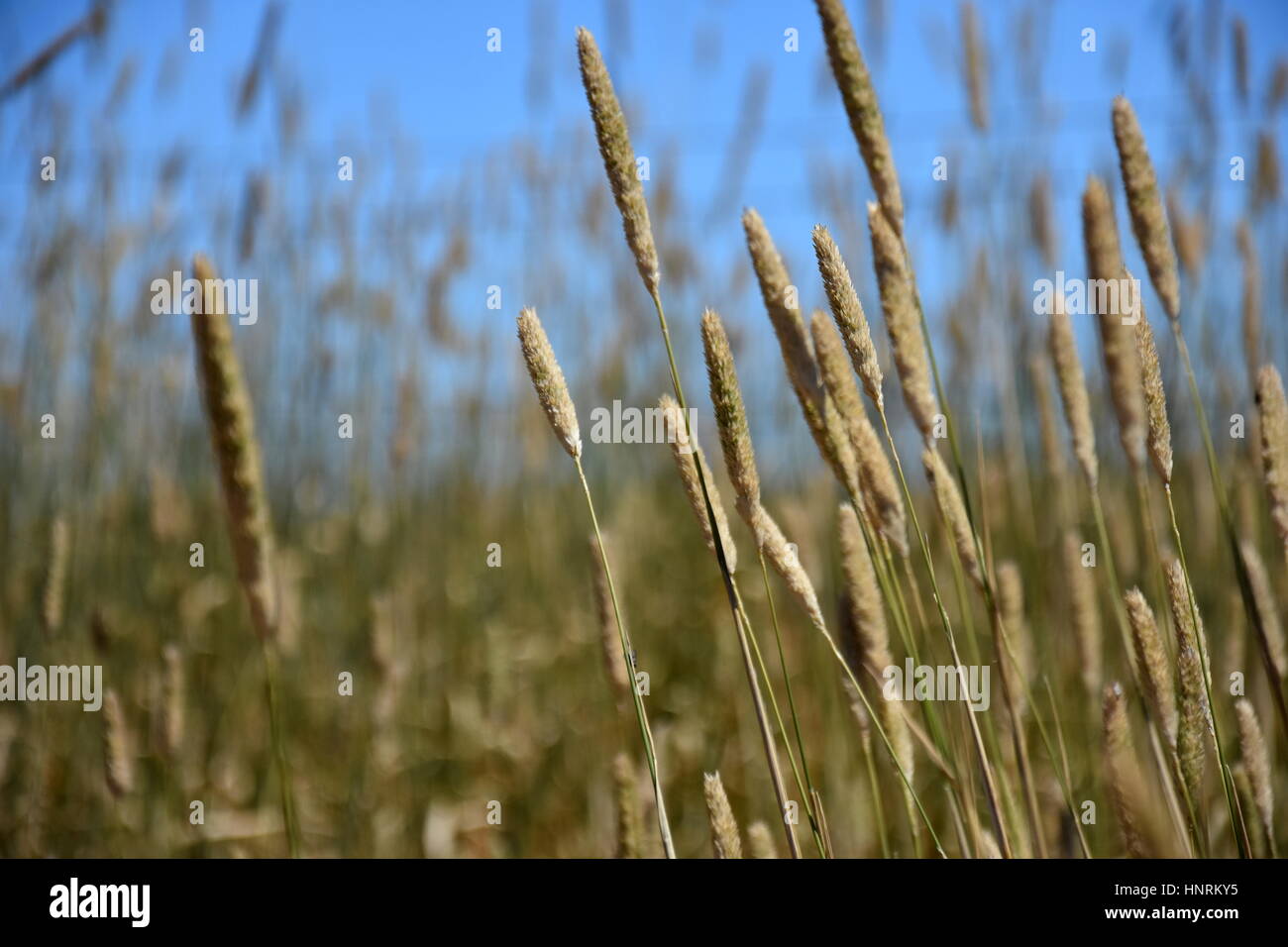 Ryegrass field hi-res stock photography and images - Alamy