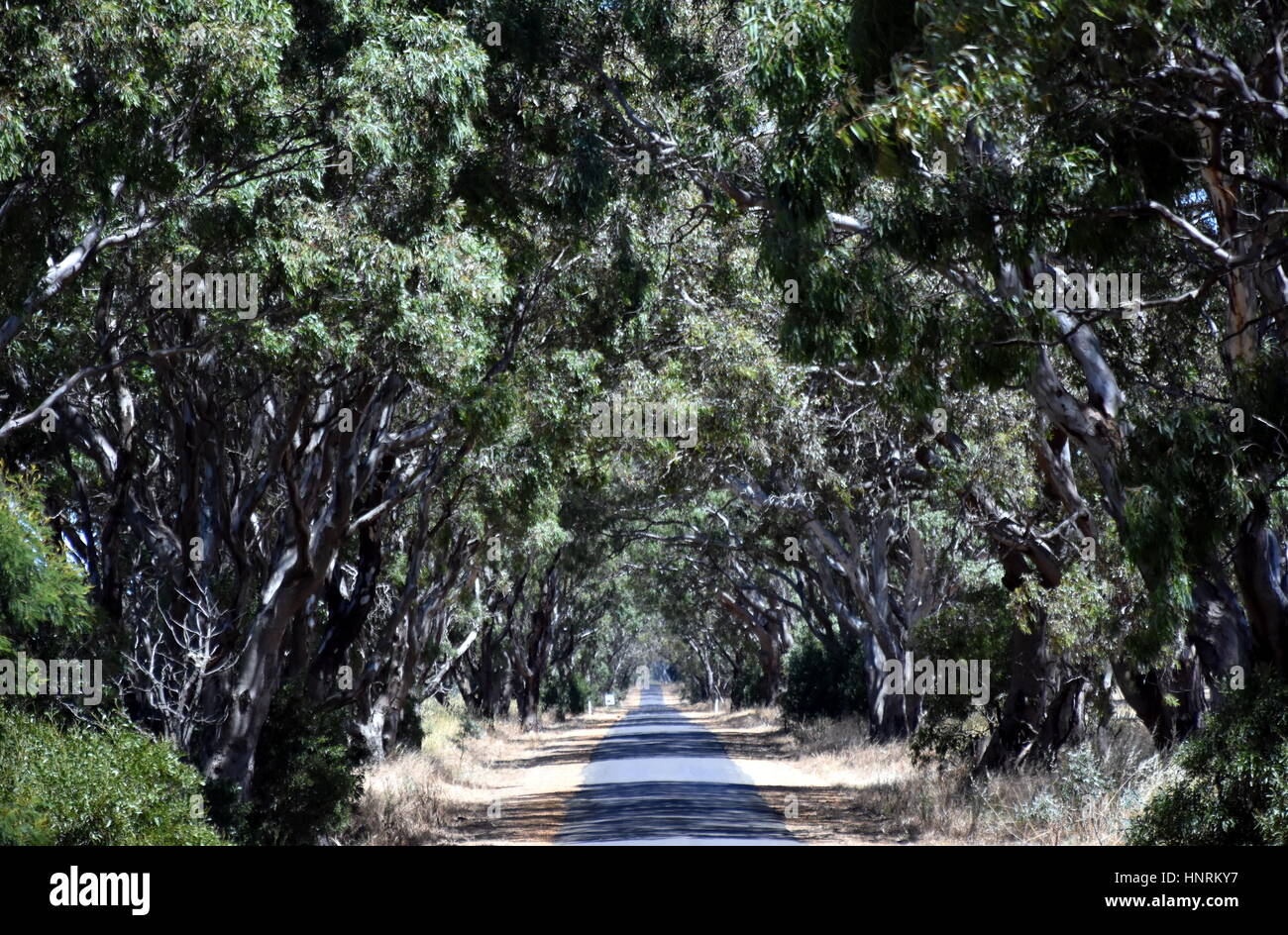 Road With Green Trees. Real trees tunnel by trees alongside the road ...