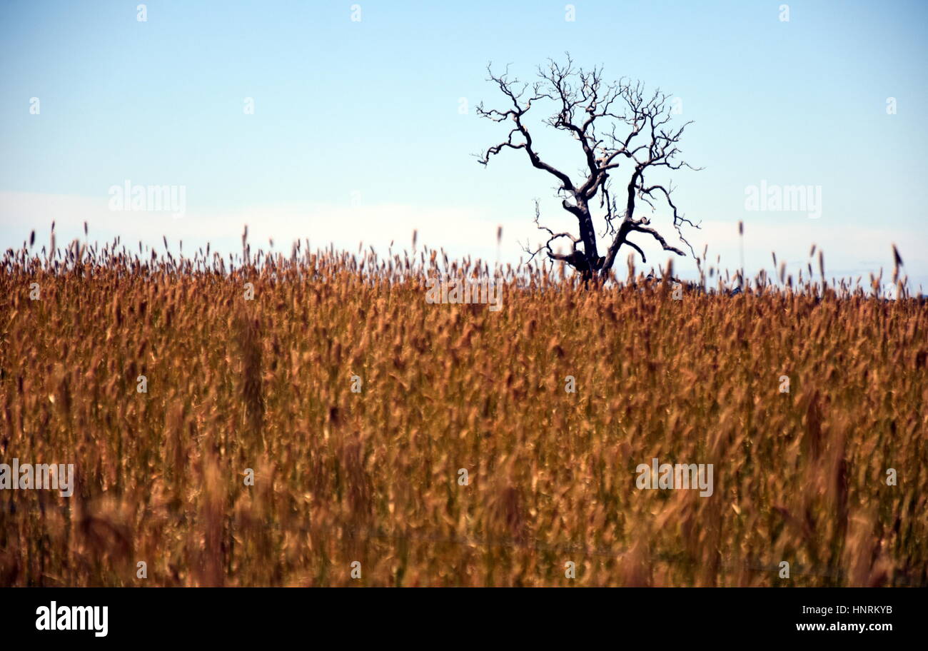 Single dried Tree Standing Alone with dry golden grass on the field ...