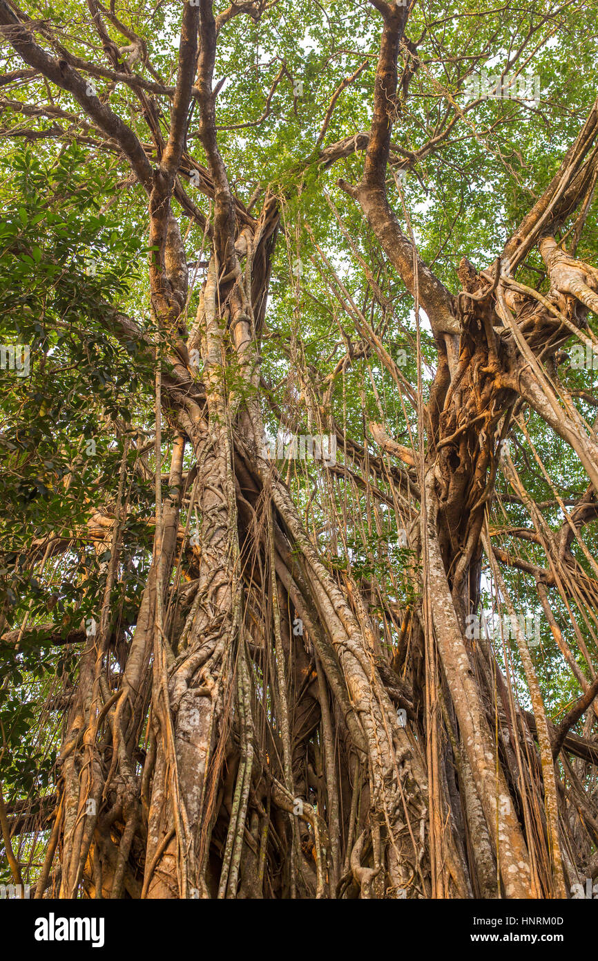 Tree of Life, Amazing Banyan Tree in morning sunlight Stock Photo - Alamy