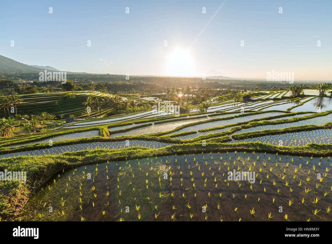 Beautiful sunrise over the Jatiluwih Rice Terraces in Bali, Indonesia ...