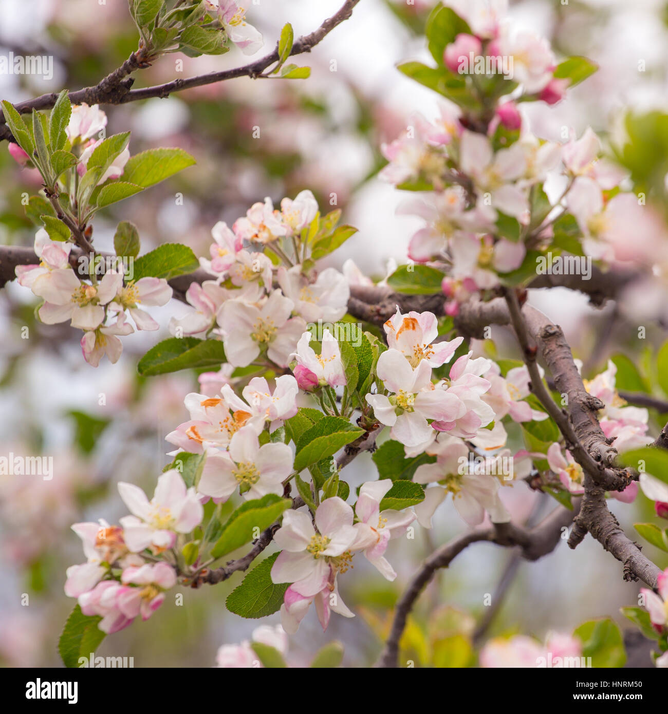 Pink cherry blossom flowers close-up Stock Photo - Alamy