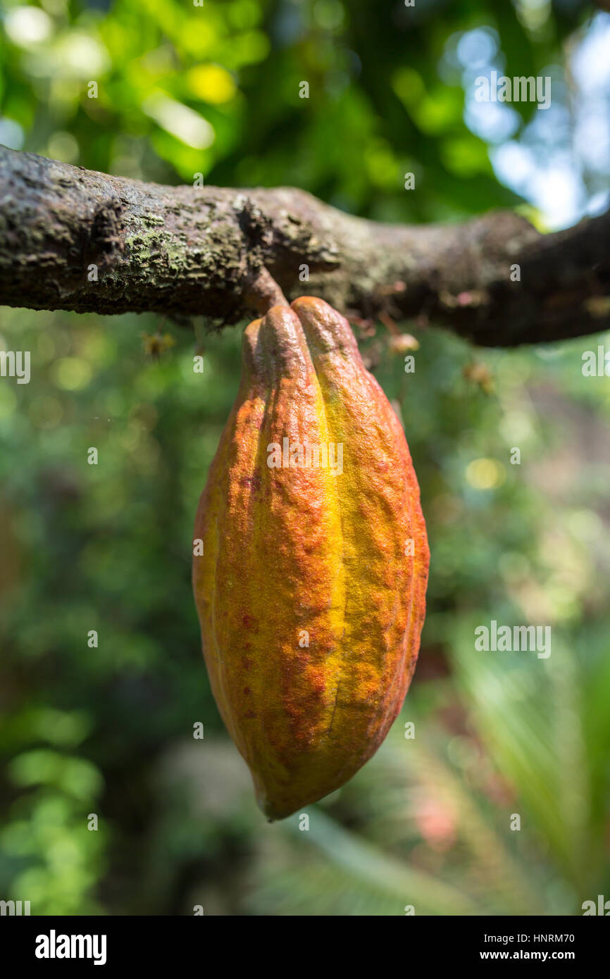 Cocoa fruit hanging on the tree Stock Photo - Alamy