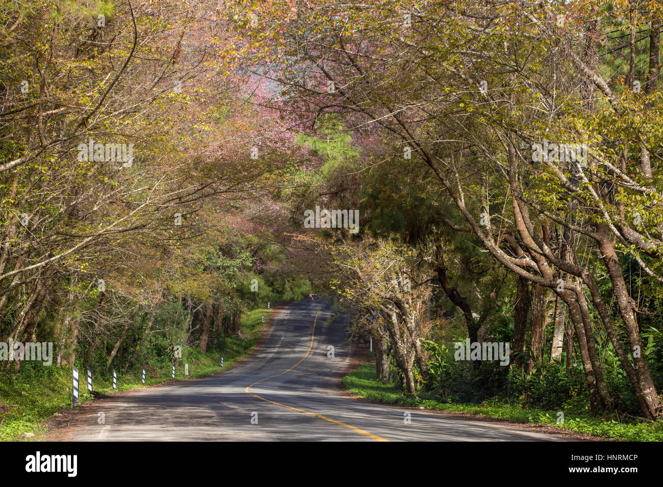 Blooming sakura tree along hi-res stock photography and images - Alamy