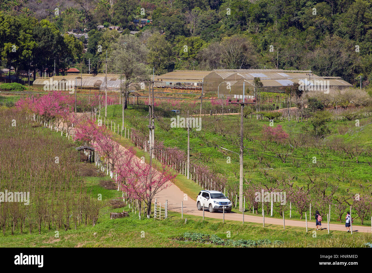 Blooming sakura tree along hi-res stock photography and images - Alamy