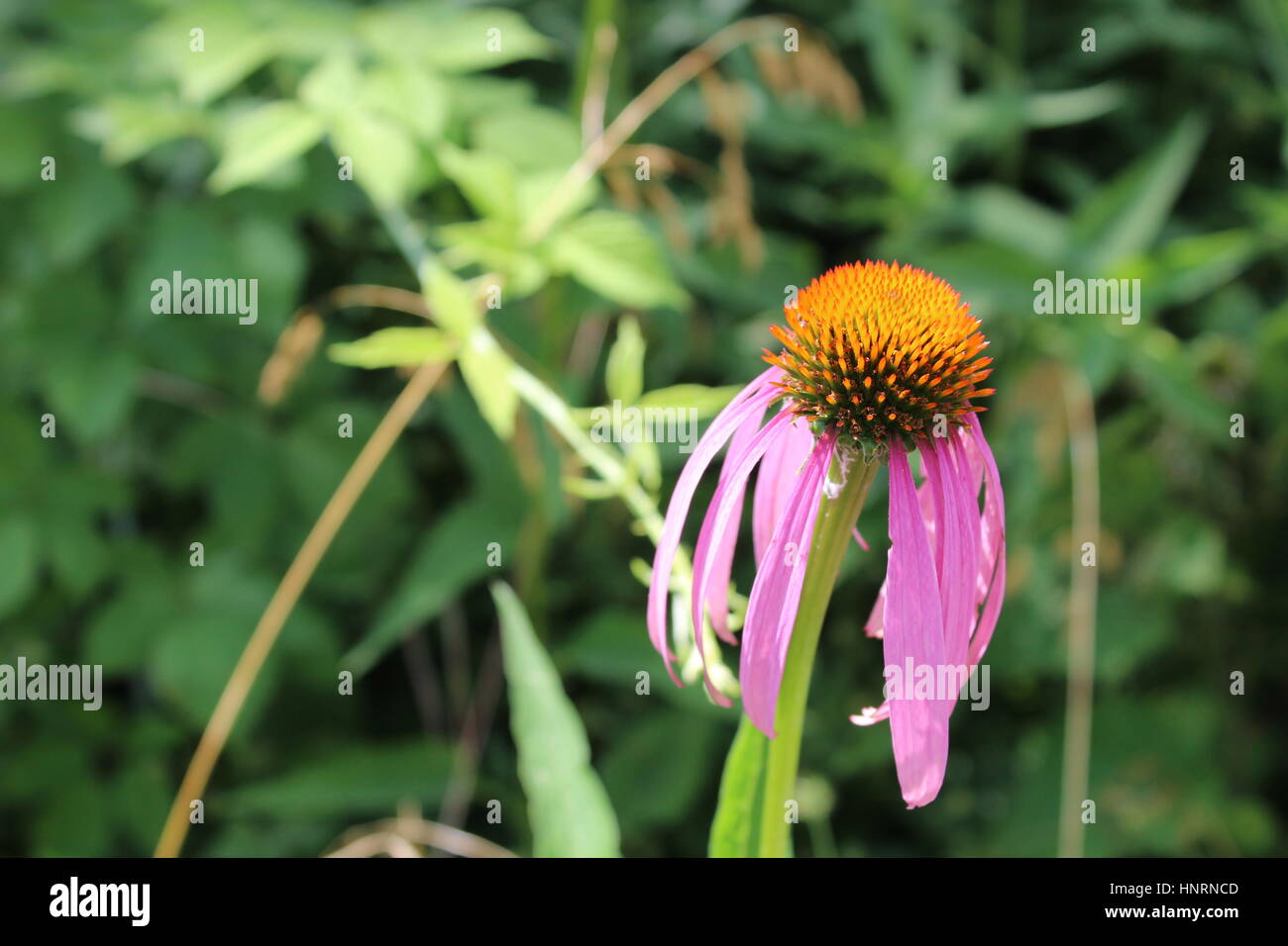 Purple ohio wildflower hi-res stock photography and images - Alamy