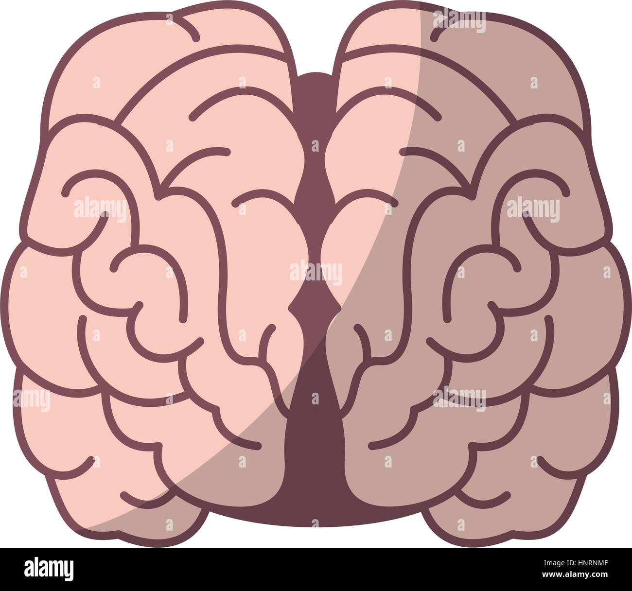 human brain organ icon over white background. colorful design. vector ...