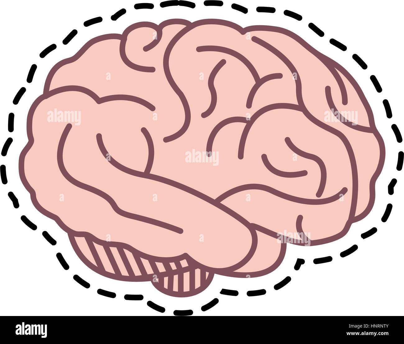 human brain organ icon over white background. colorful design. vector ...