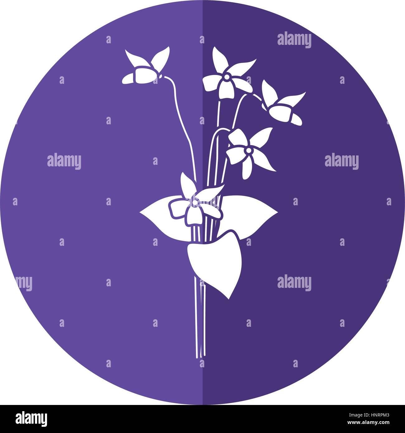 Daisy top view Stock Vector Images - Alamy