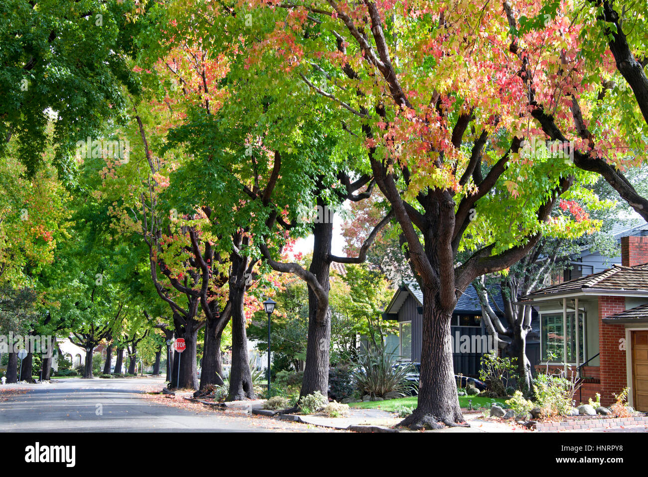 Tall Liquid ambar, commonly called sweetgum tree, or American Sweet gum ...