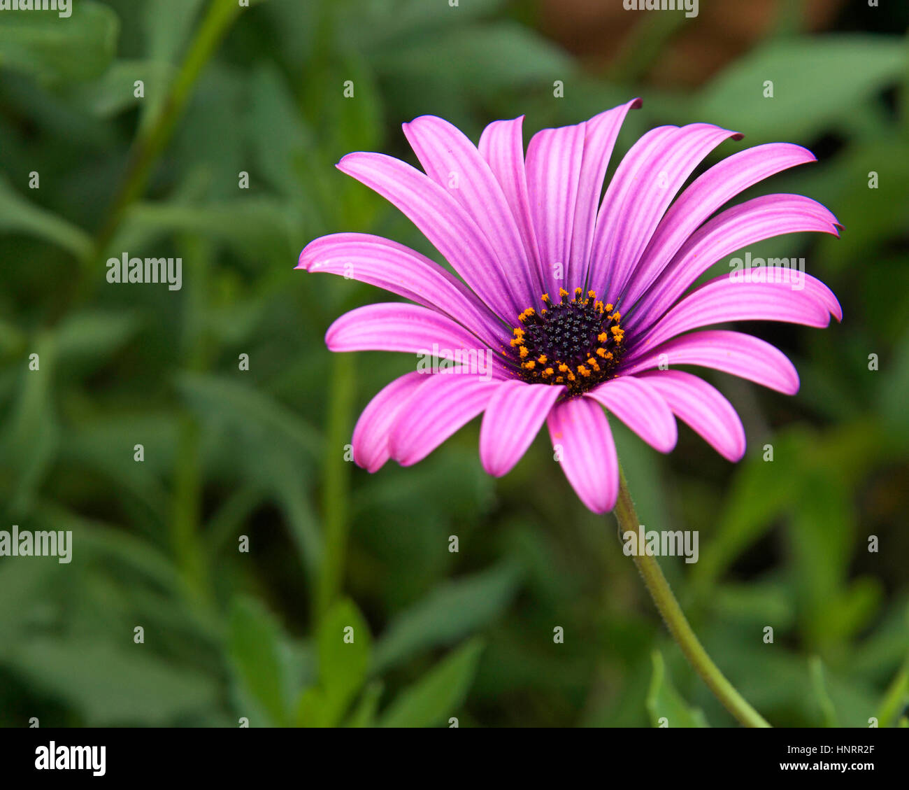 One purple daisy close up. The daisy bushes is a genus of flowering ...