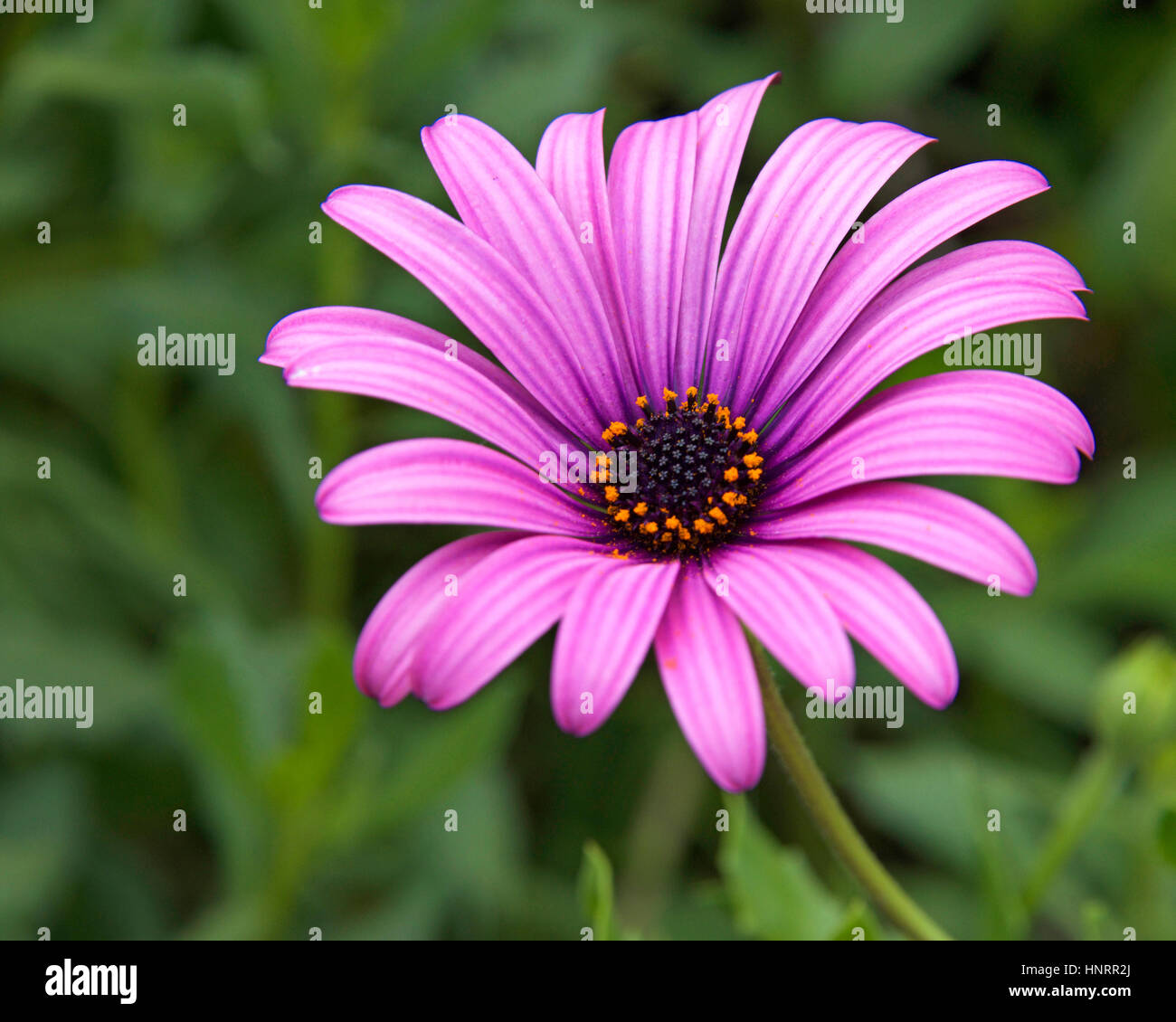 Single Purple Daisy Flower