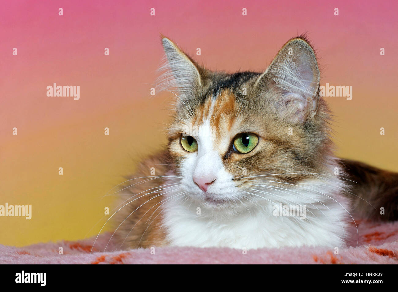 Calico cat sitting on a dirty pink blanket with yellow and pink ...
