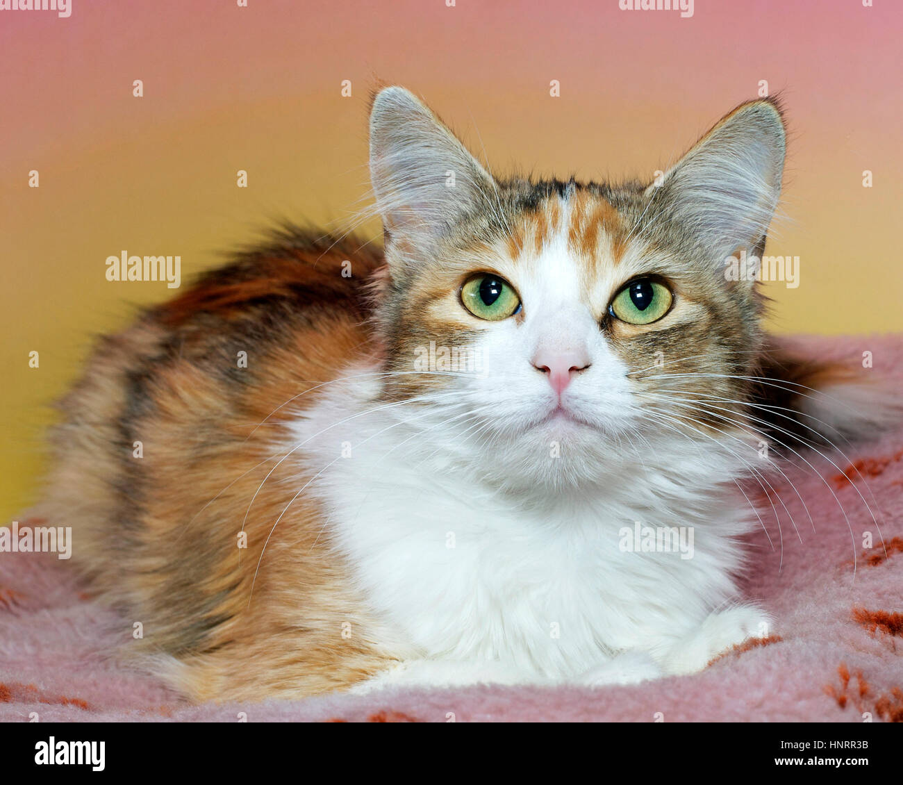 Calico cat sitting on a dirty pink blanket with yellow and pink ...