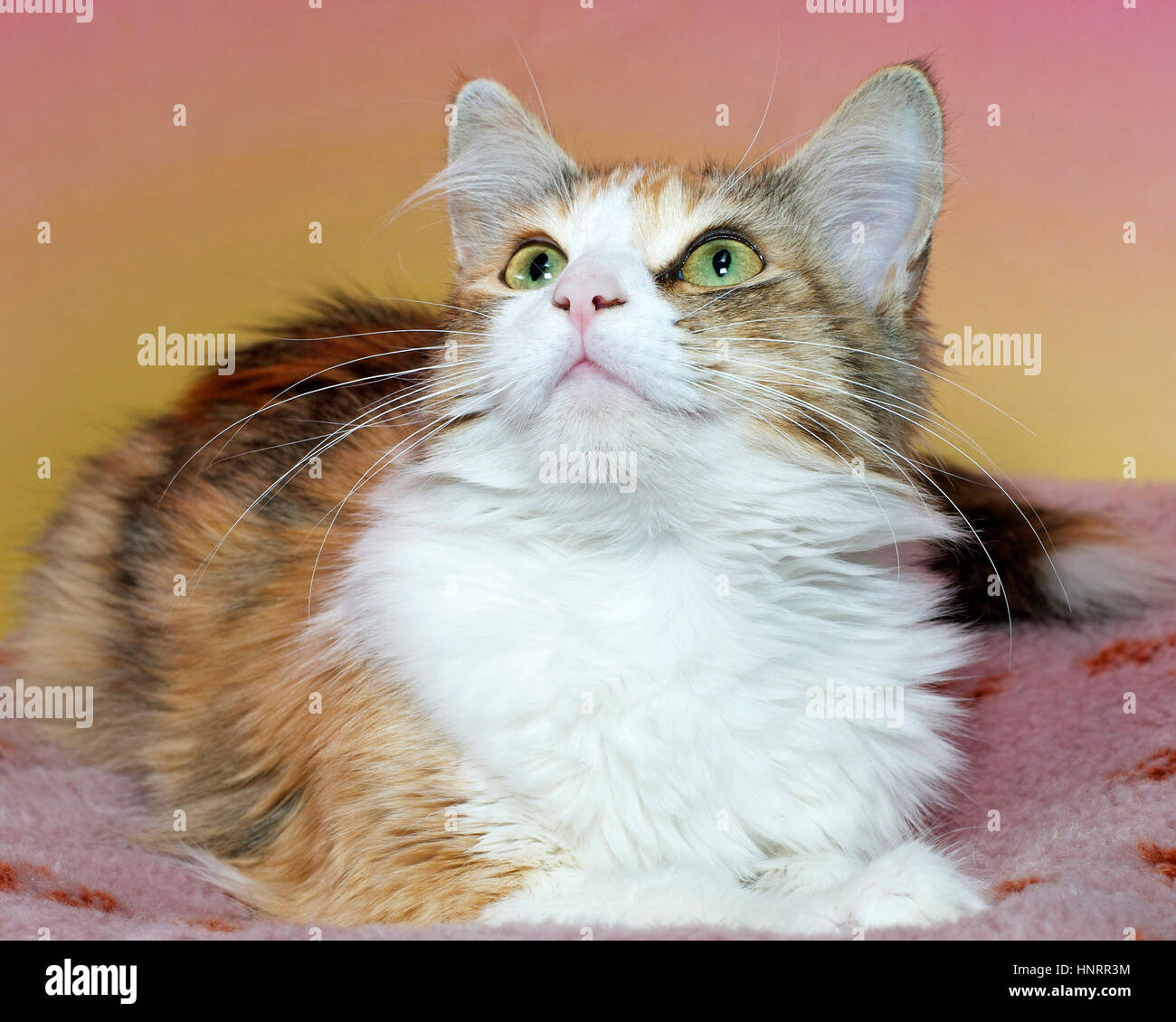 Long Hair Calico High Resolution Stock Photography and Images - Alamy