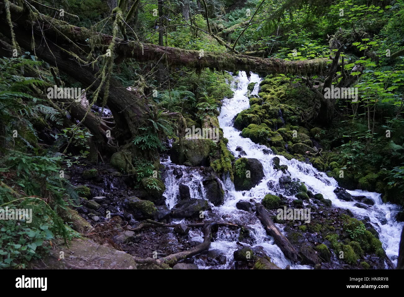Forrest river hi-res stock photography and images - Alamy
