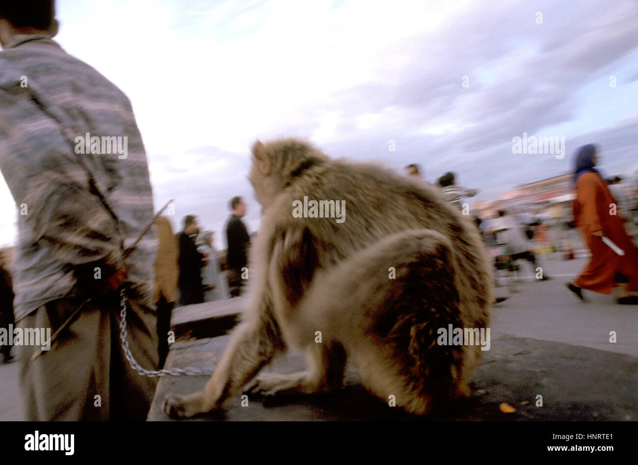 Jemaa el fnaa marrakech and monkey hi-res stock photography and images ...