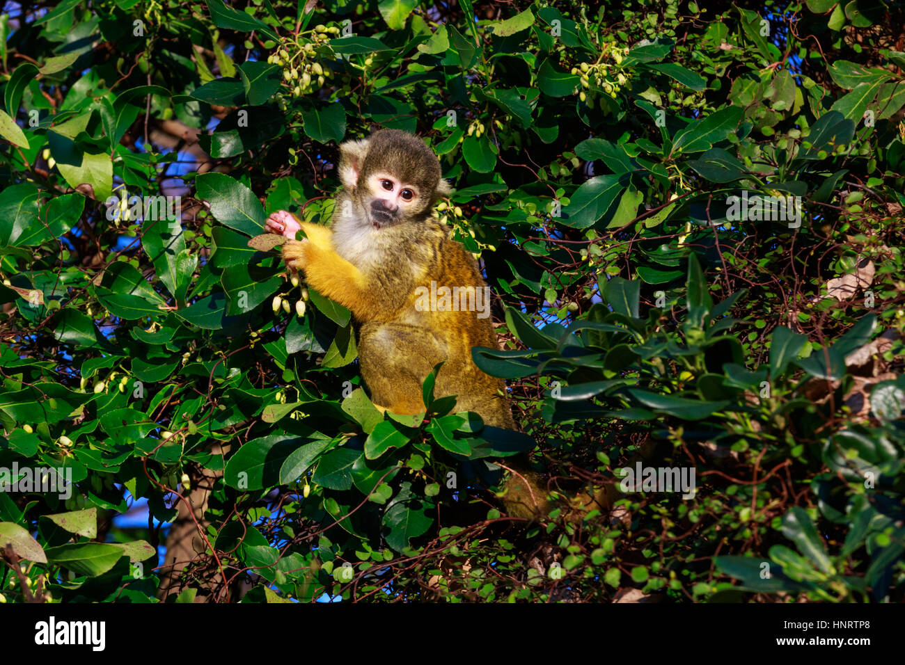 Squirrel monkey in an outdoor enclosure a UK Zoo Stock Photo - Alamy