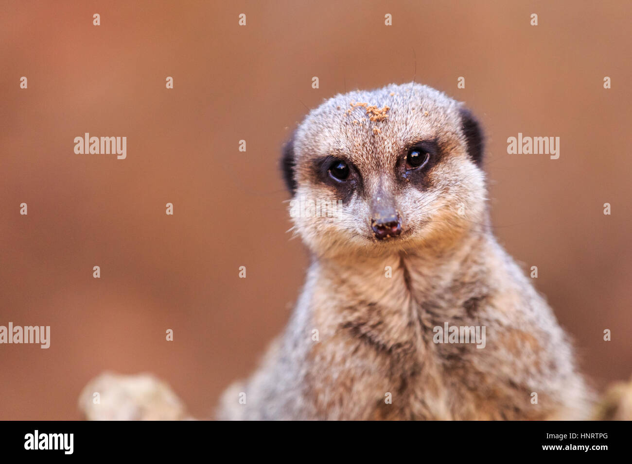 Funny meerkat hi-res stock photography and images - Alamy