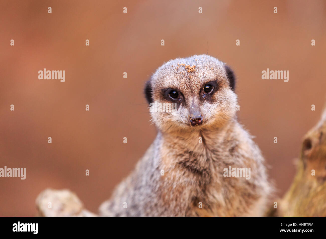 Close up of cute and funny meerkat (Suricata suricatta), neutral ...