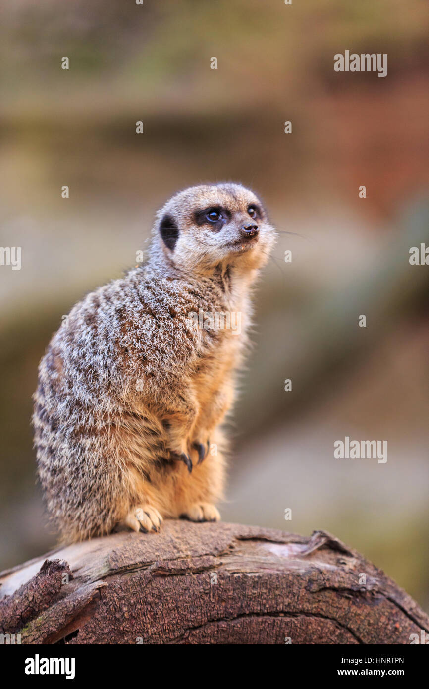 Cute kat hi-res stock photography and images - Alamy