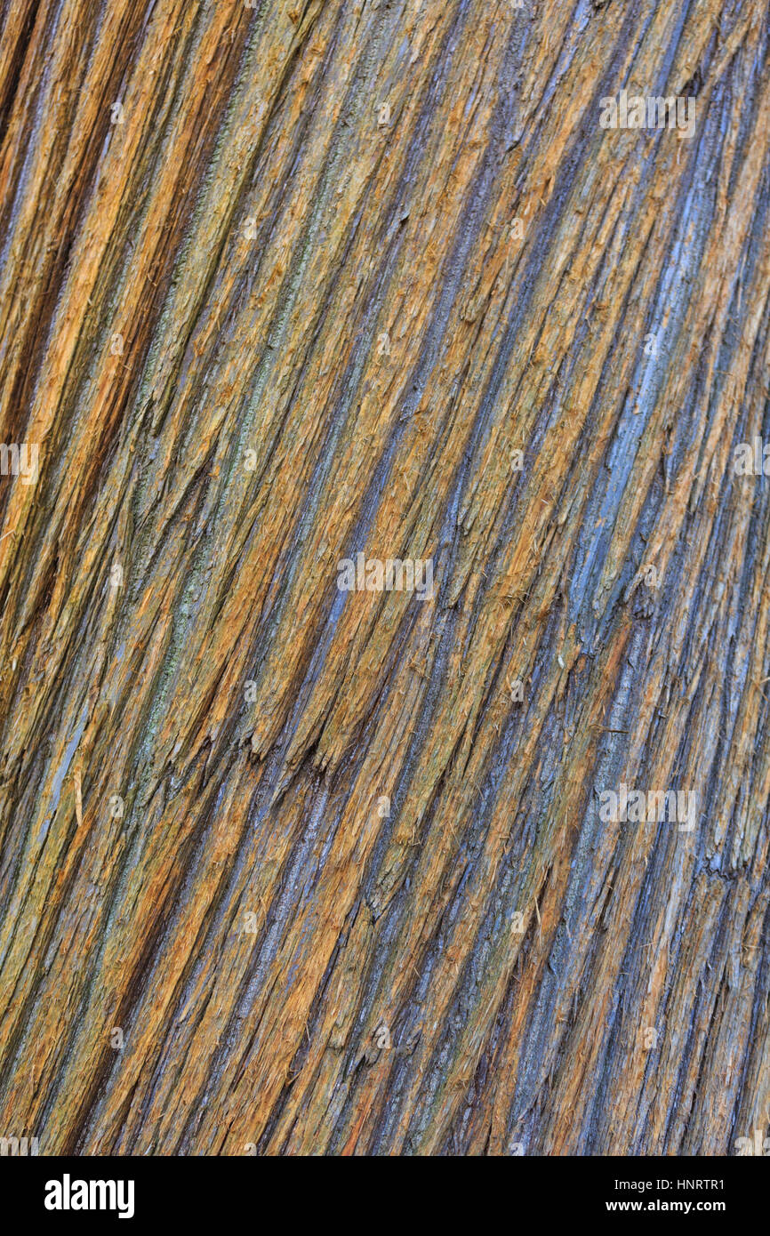 Tree bark, close up Stock Photo - Alamy