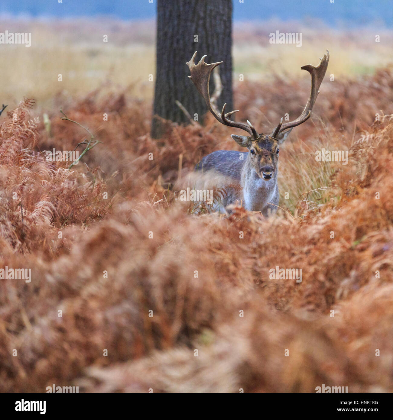 Wild fallow deer buck standing in a field of wintry fern Stock Photo ...