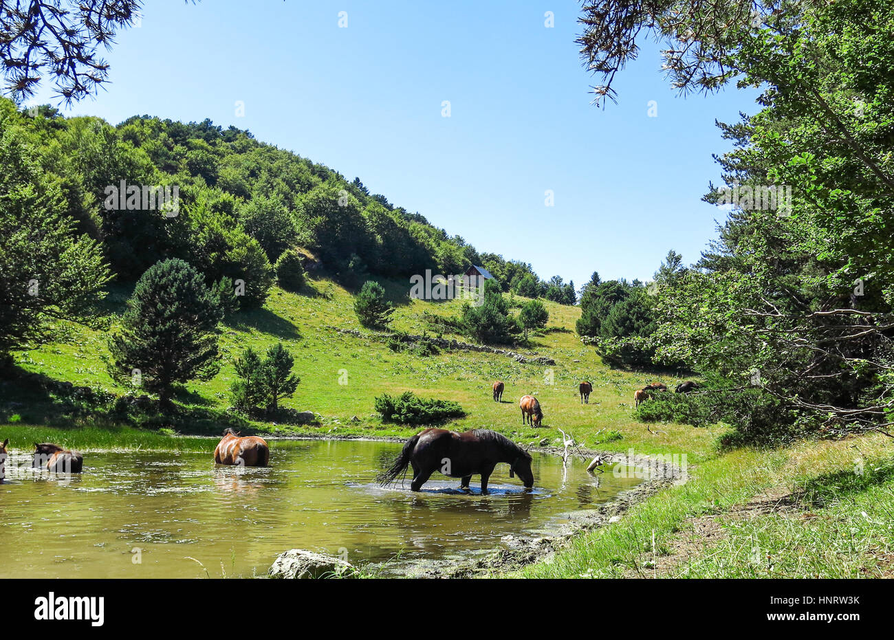Wild horses in Aran valley in the Catalan Pyrenees, Spain. The main ...