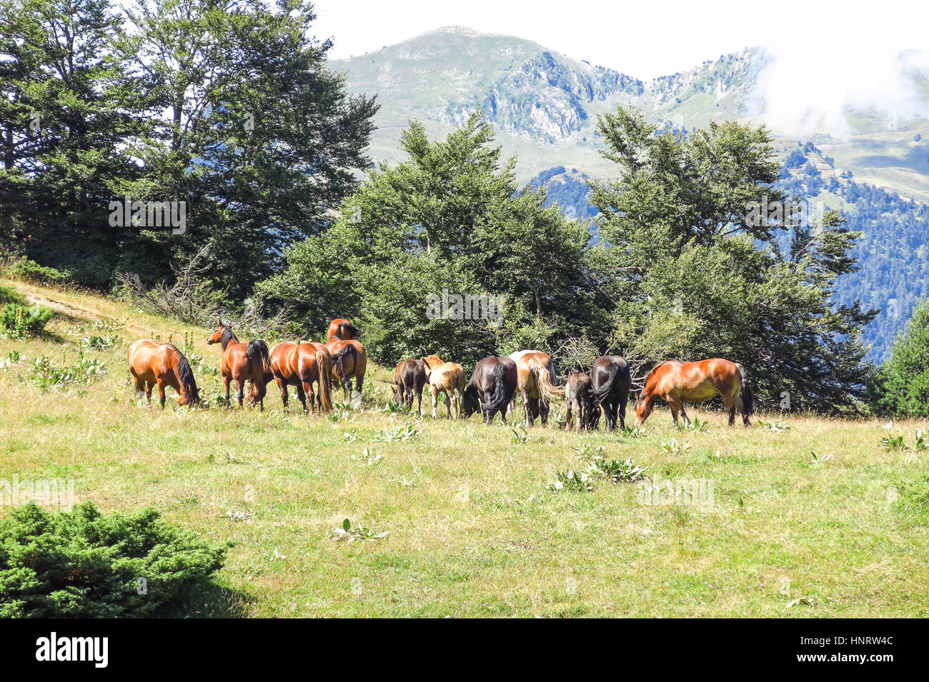 Wild horses in Aran valley in the Catalan Pyrenees, Spain. The main ...