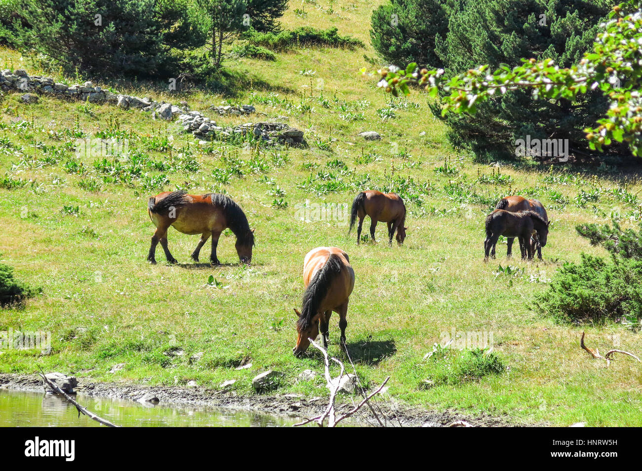 Wild horses in Aran valley in the Catalan Pyrenees, Spain. The main ...