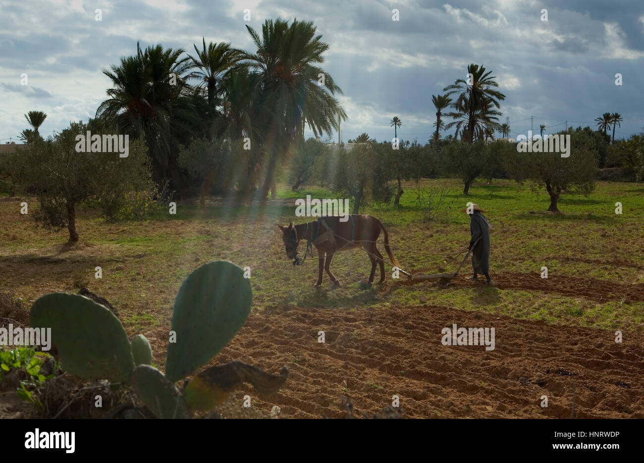 North africa mediterranean farm hi-res stock photography and images - Alamy
