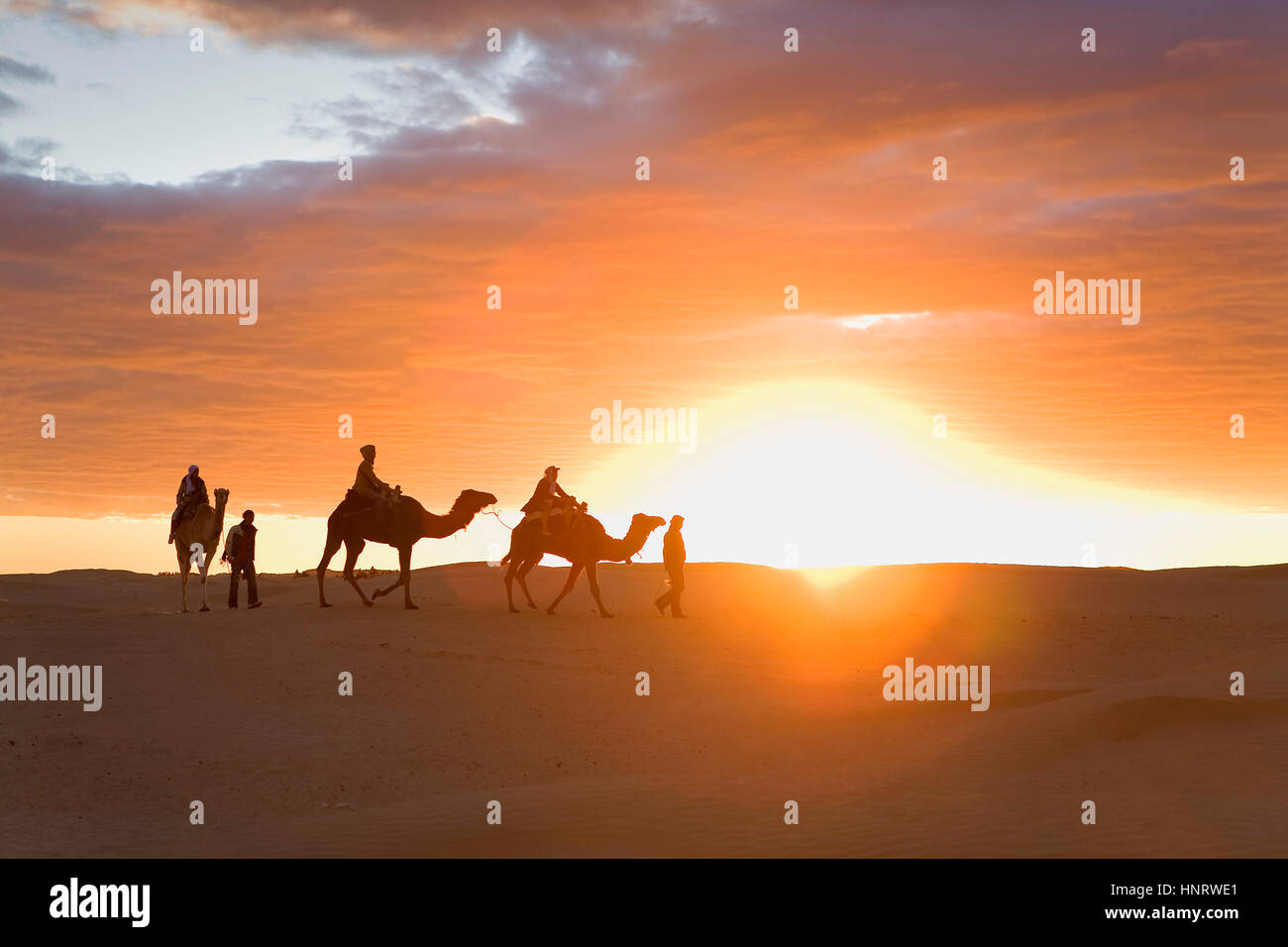 Tunisia.Douz. Desert. dromedaries Stock Photo - Alamy