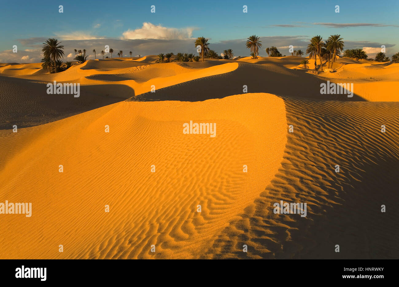 Oasis of douz tunisia hi-res stock photography and images - Alamy