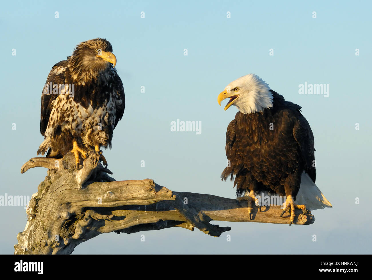 Two bald eagle on perch hi-res stock photography and images - Alamy