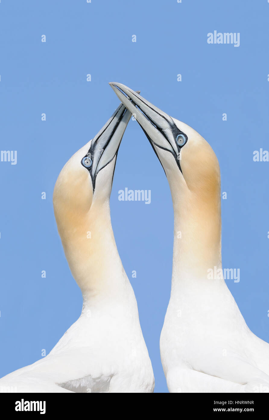 Northern Gannets in traditional love pose during mating season at Bass ...