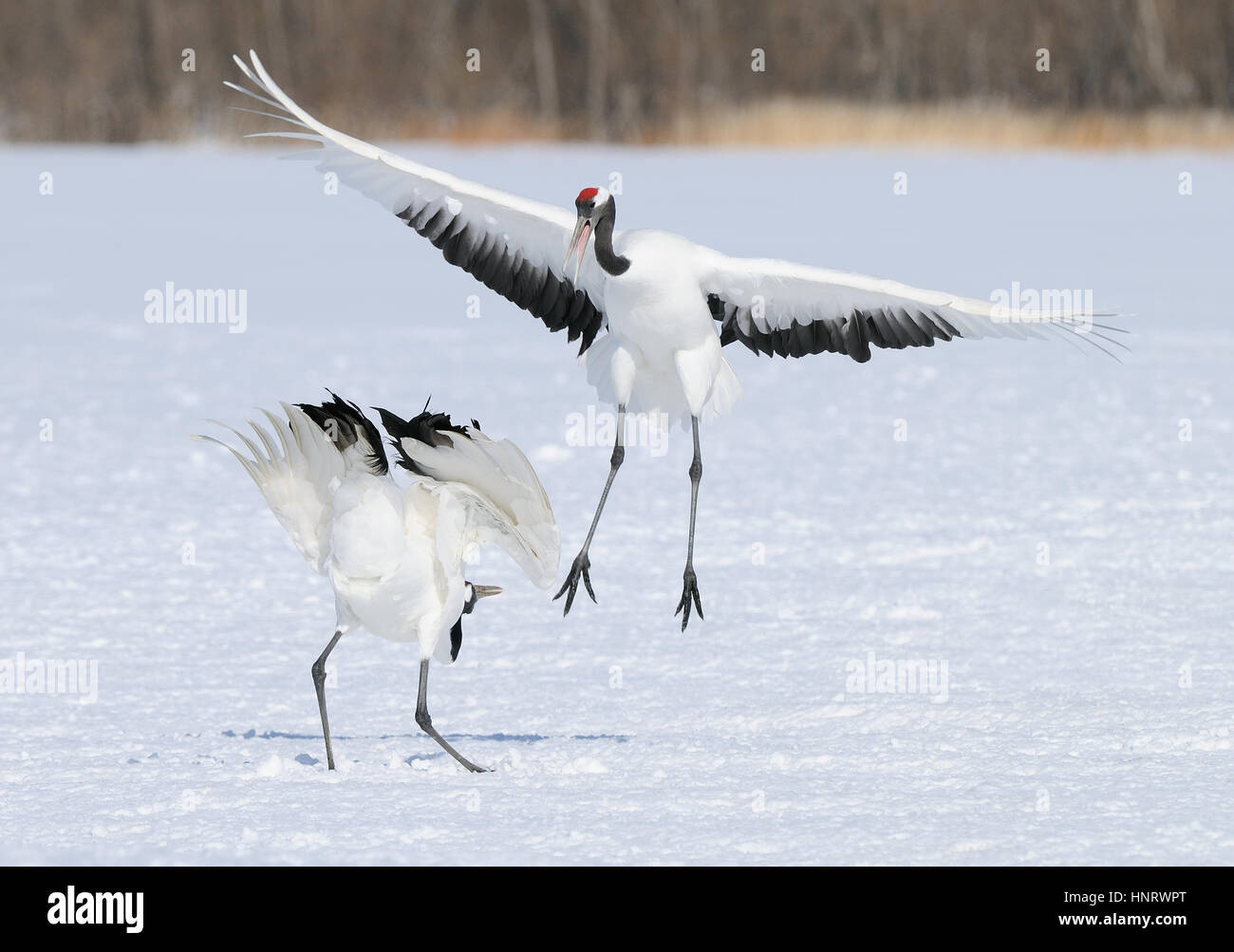 Two Red Crowned Cranes also known as Japanese Cranes dancing on a snow ...