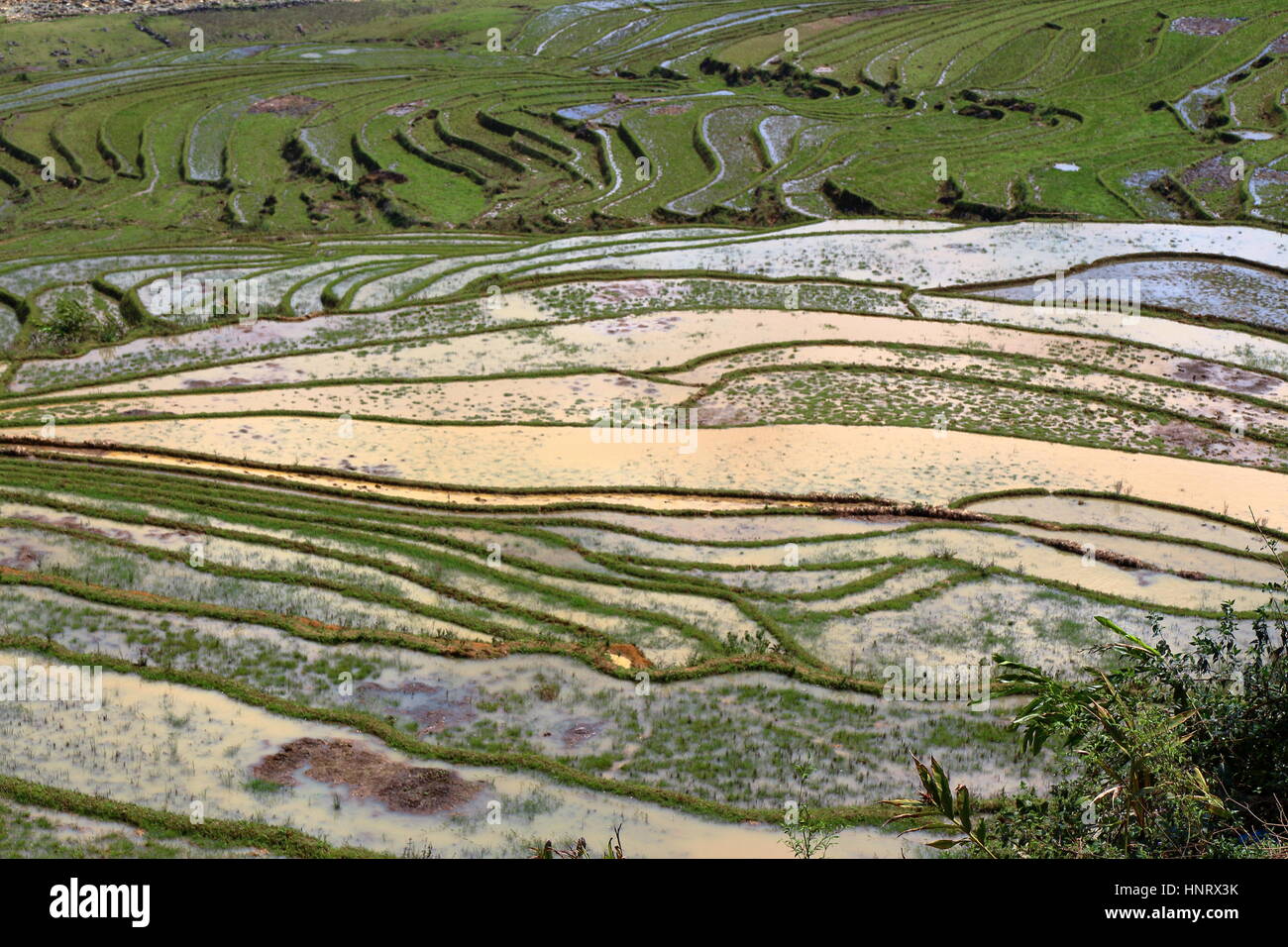 Terrace rice fields Stock Photo - Alamy