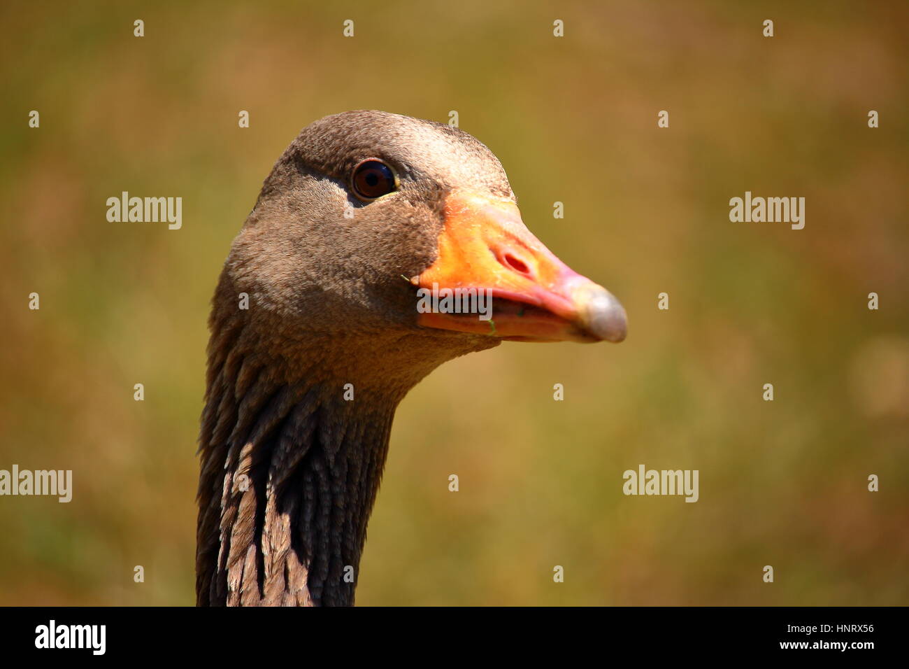 Goose head portrait Stock Photo - Alamy