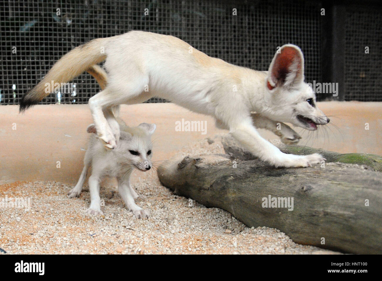 Singapore. 15th Feb, 2017. A pair of fennec fox cubs run around in a ...