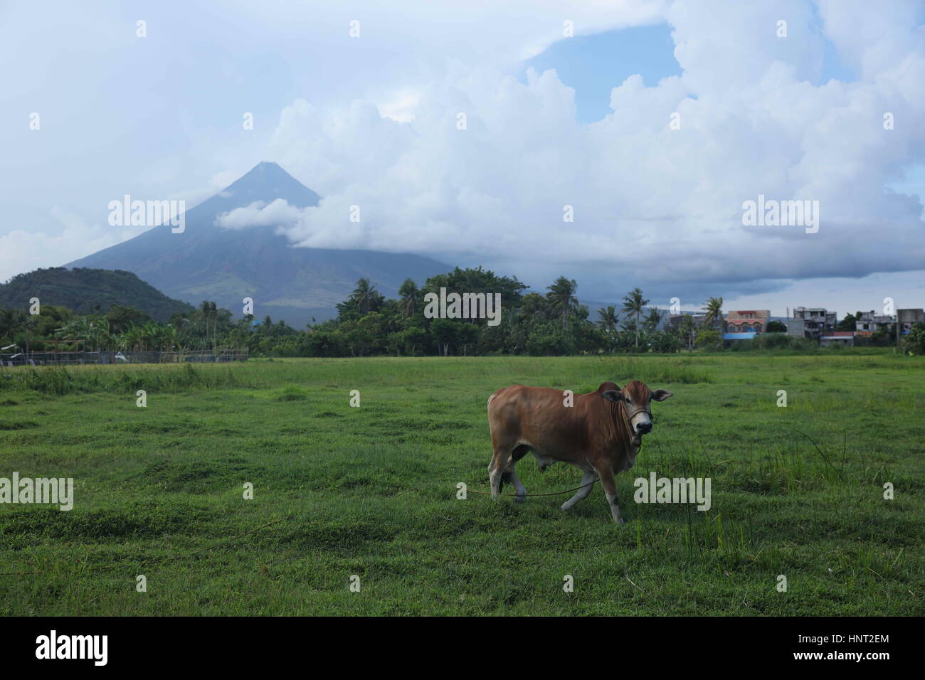 Mayon volcano natural park hi-res stock photography and images - Alamy