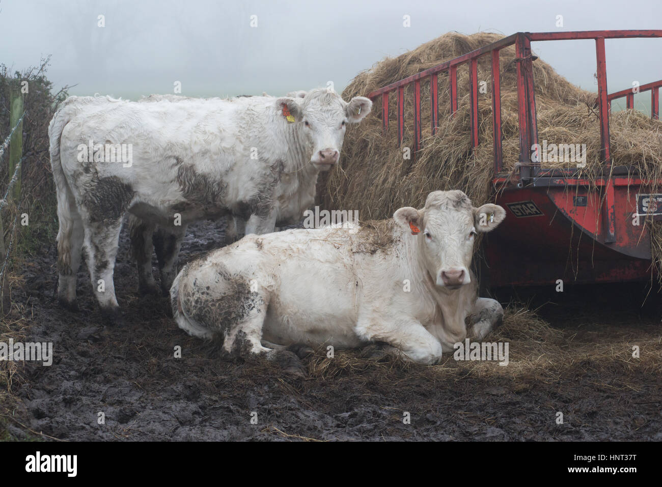 Two cows one white hi-res stock photography and images - Alamy