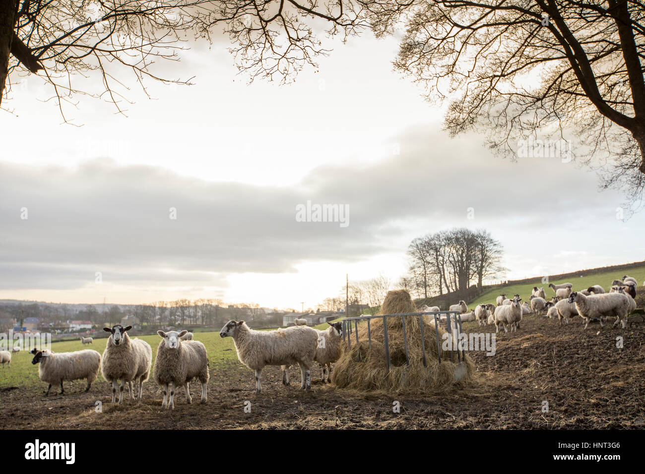 Menston, Yorkshire, UK. 16th February 2017. Sheep on a hillside above ...