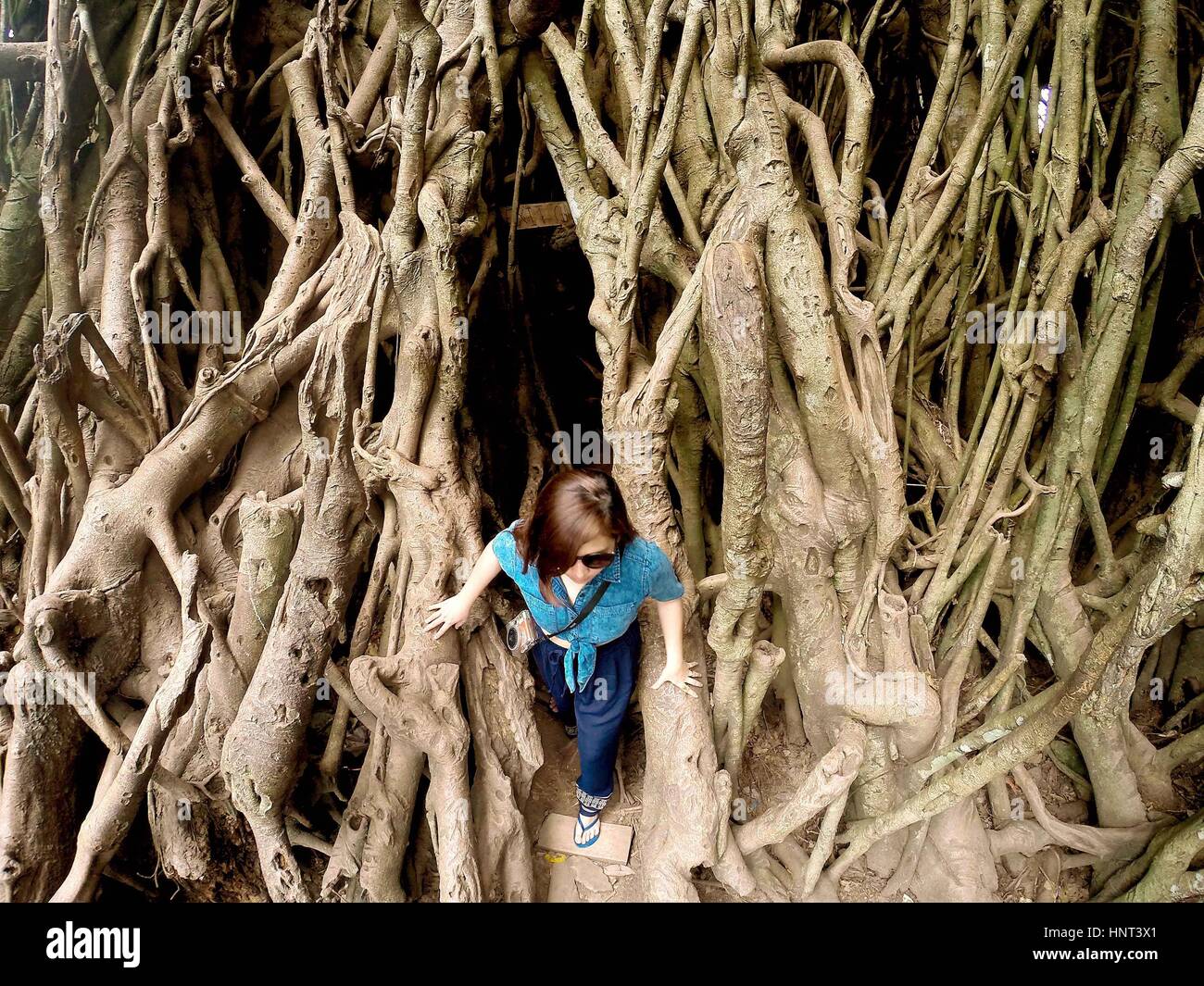 Aurora, Philippines. 16th Feb, 2017. A tourist walks between roots of a ...