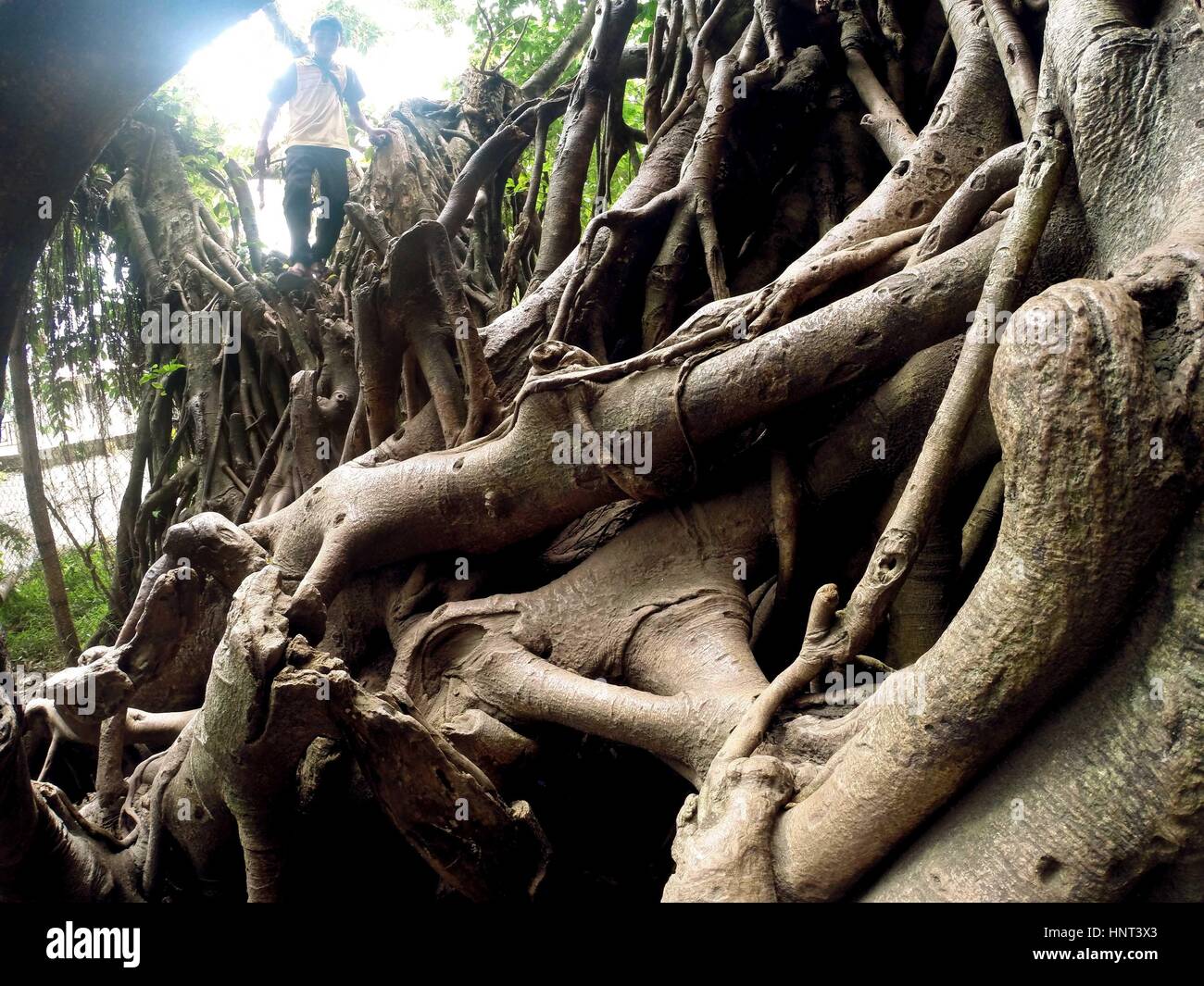 Old balete tree hi-res stock photography and images - Alamy