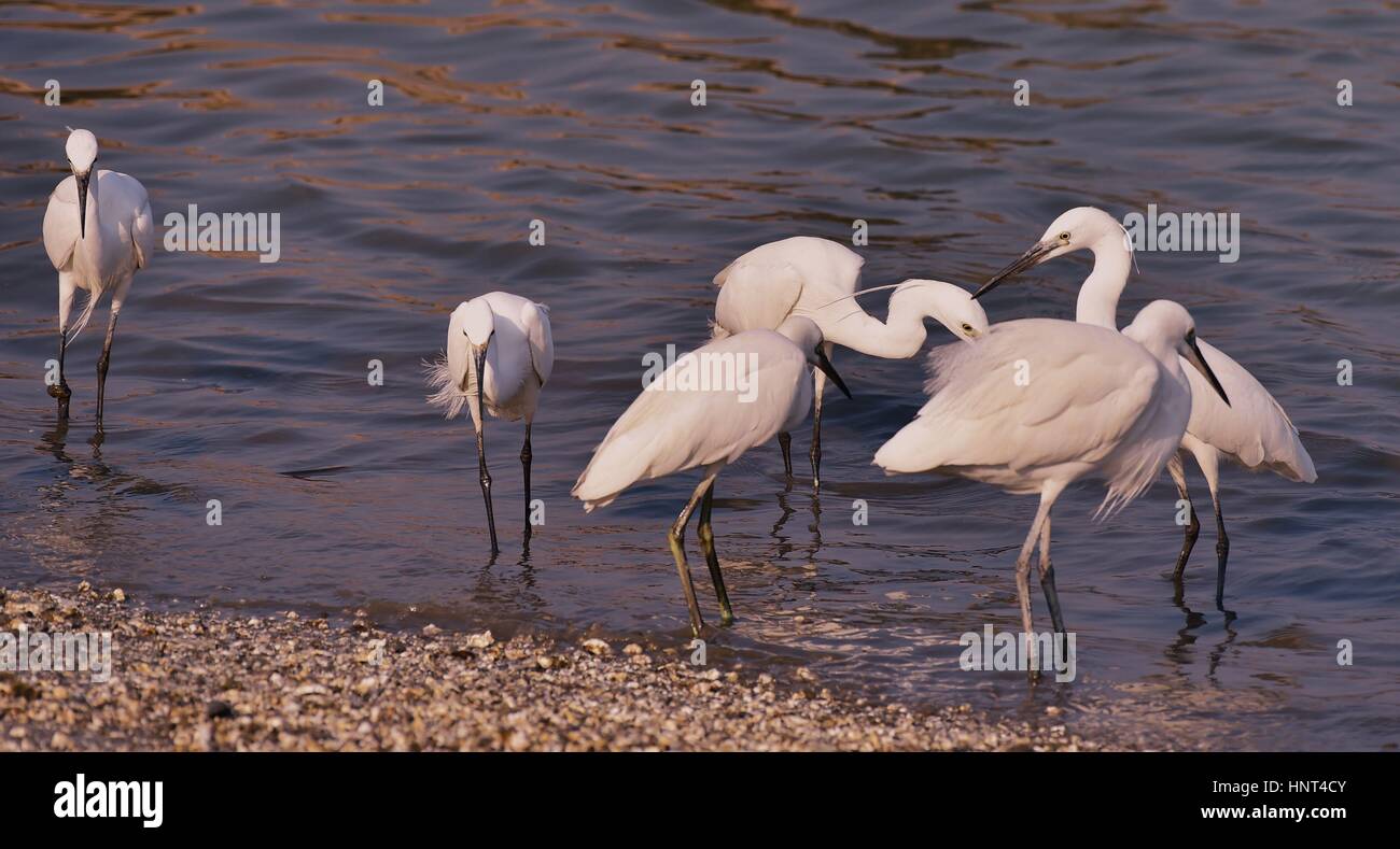 Fuzhou, China's Fujian Province. 16th Feb, 2017. Egrets are pictured at ...