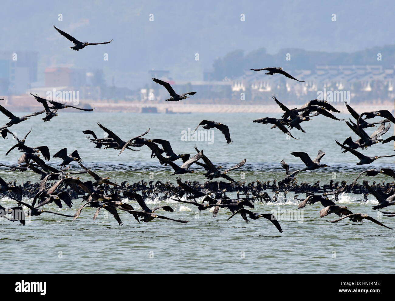 Fuzhou, China's Fujian Province. 16th Feb, 2017. Birds fly over Luoyuan ...