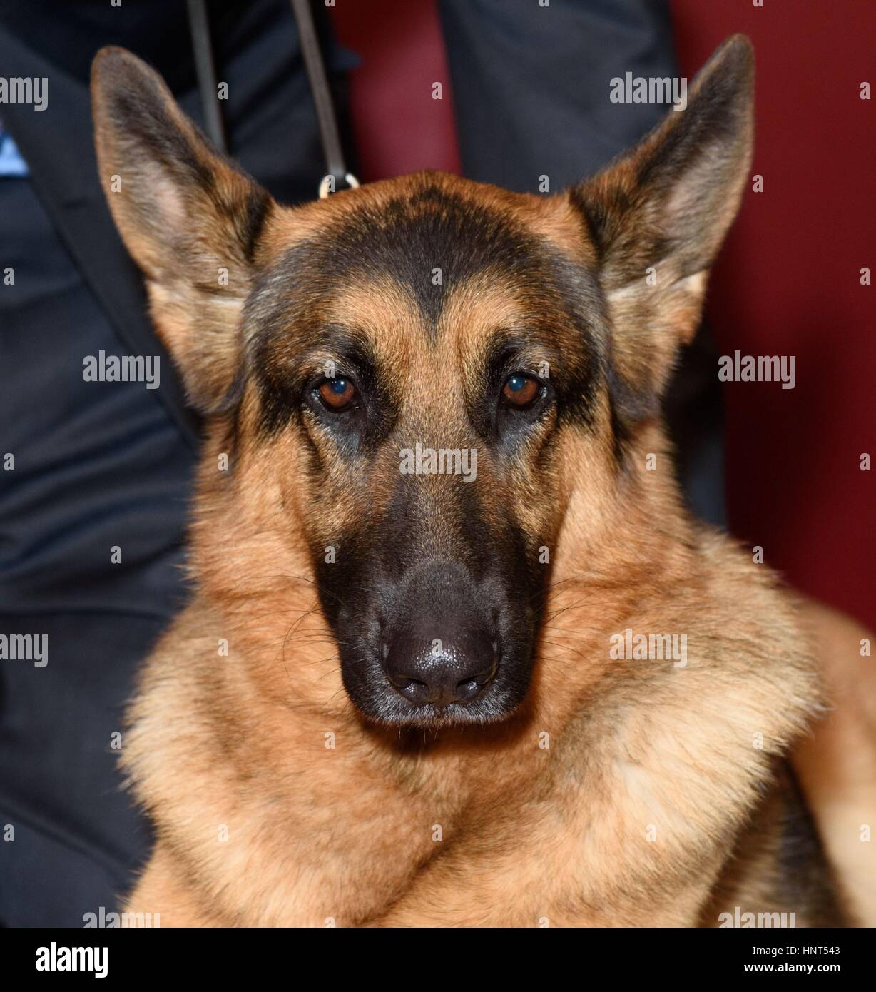 New York, NY, USA. 15th Feb, 2017. 2017 Westminster dog show winner ...